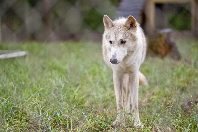 Sanctuary provides home for abandoned wolves; visitors welcome this ...
