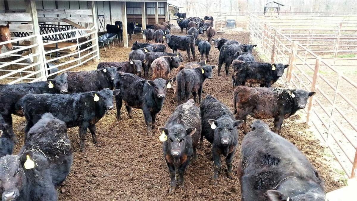 Is preconditioning calves the right choice?