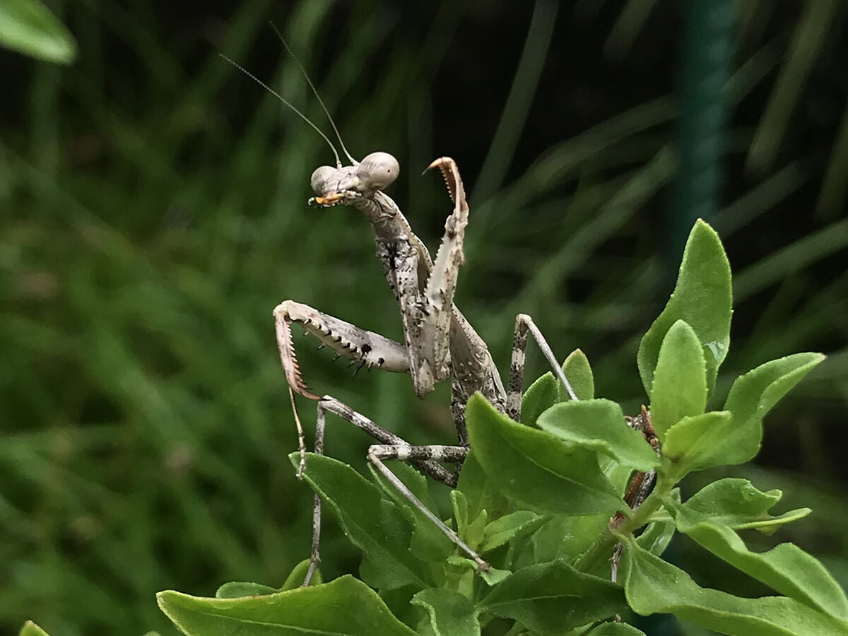 Praying mantid facts: Friend or foe in the garden?