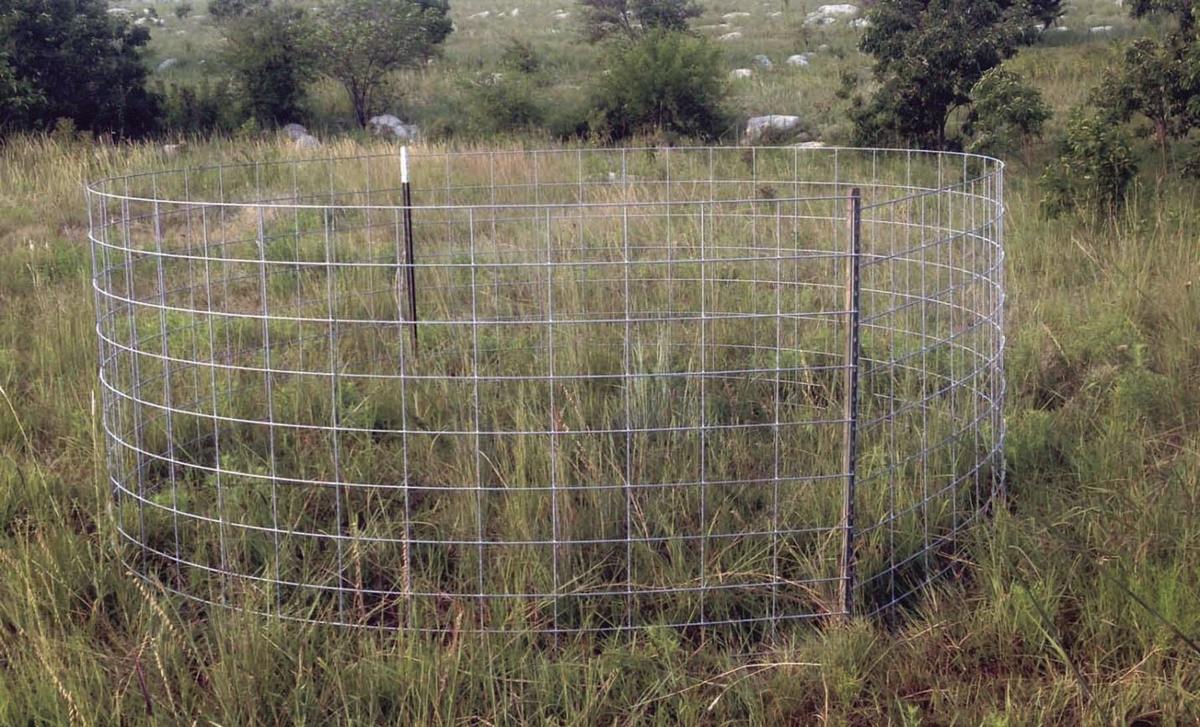 Use exclusion cages to manage cattle stocking rates better | Land ...