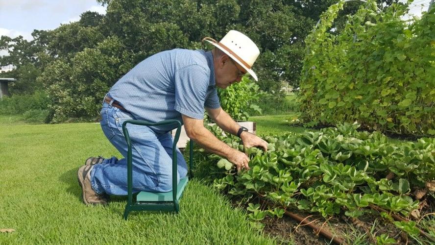 Skip Richter column: Tools aplenty for the gardeners on your gift list