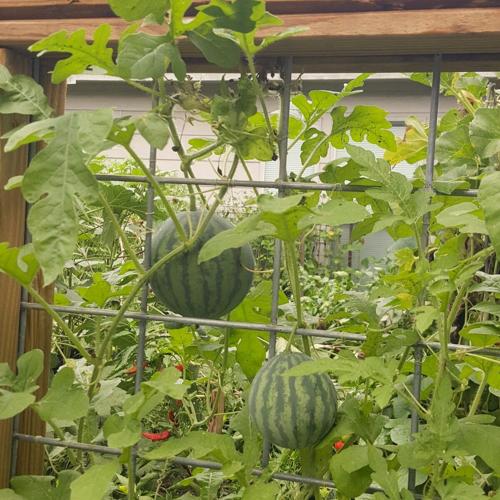 Skip Richter column: Feeling blue over a lack of green space? Here are ...