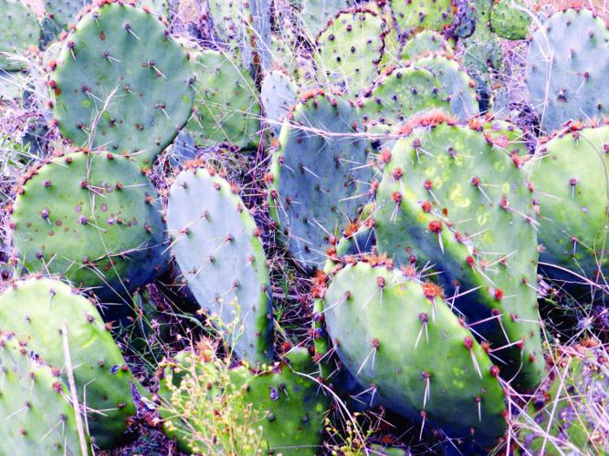 A prickly subject: South Texas ranchers turn to cactus to feed cattle