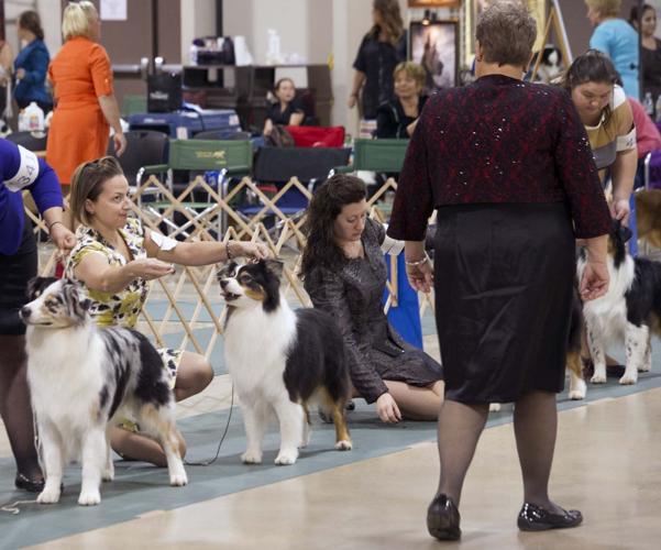 Australian shepherds shine in Bryan show