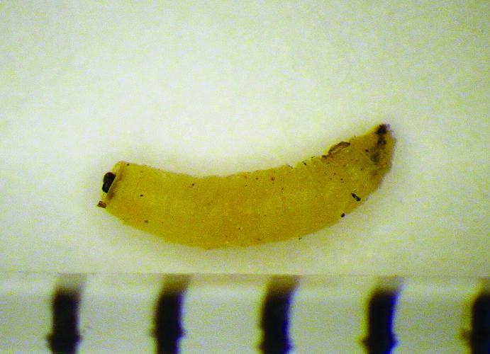 Forage fiends: Watch for the Bermuda grass stem maggot