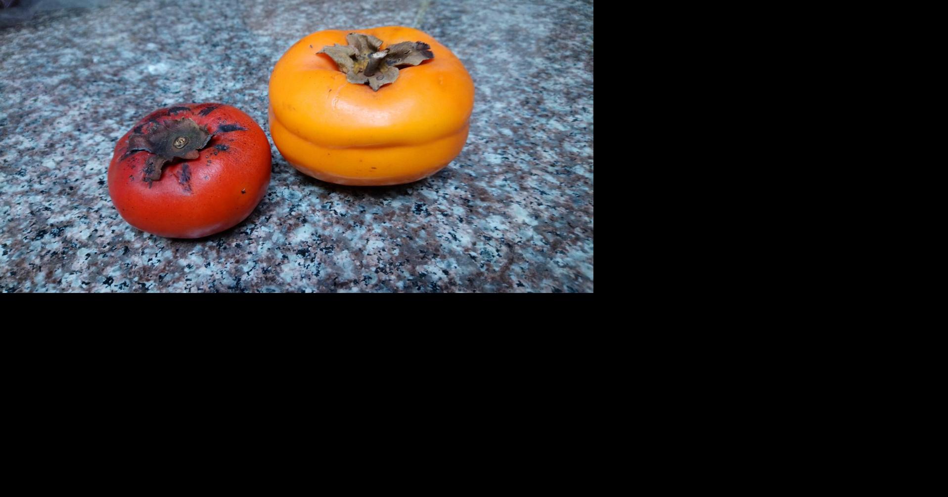 Persimmon is a good choice for your home orchard