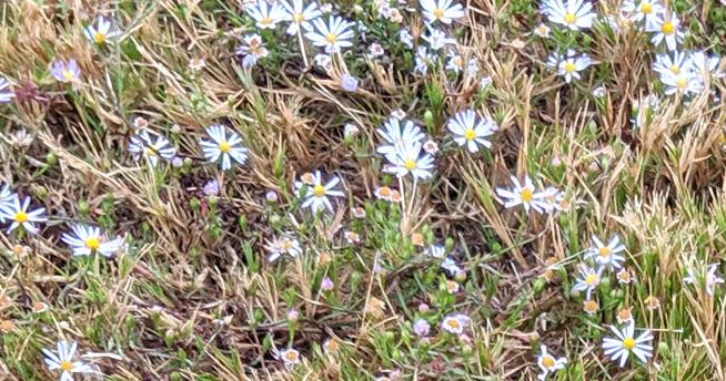 TEXAS GARDENING: Roadside aster thrives amid struggling turf