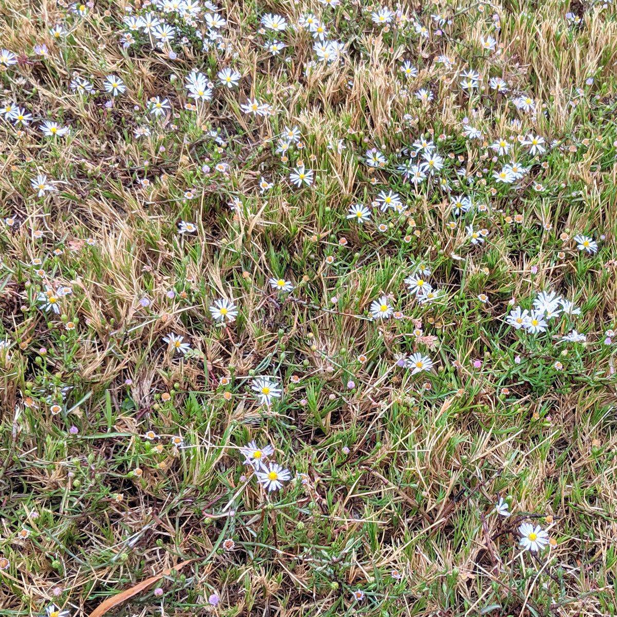 TEXAS GARDENING: Roadside aster thrives amid struggling turf | Brazos ...
