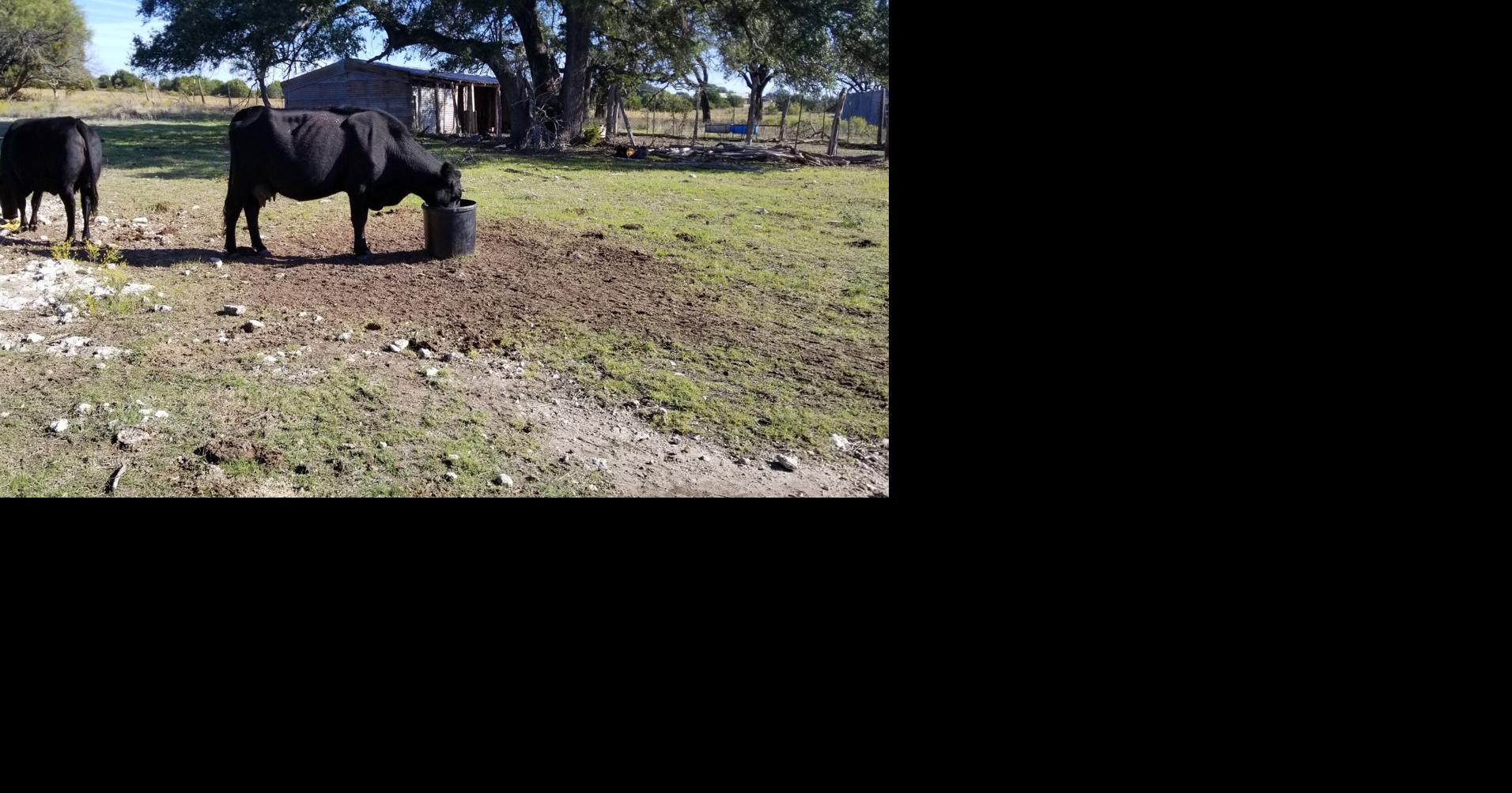 Limiting insect breeding ground can cut pest issues