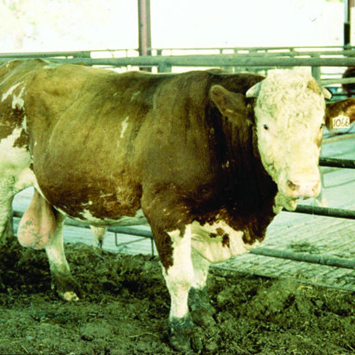 Big Bull Mating With Small Cow - All About Cow Photos Big Bull Mating With Small Cow - All About Cow Photos