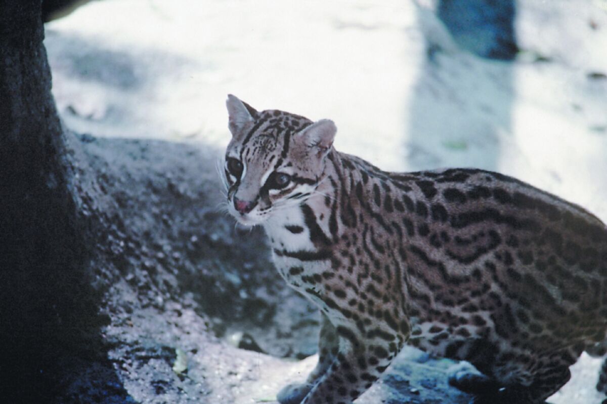 Study investigates reintroduction of ocelots to native Texas range