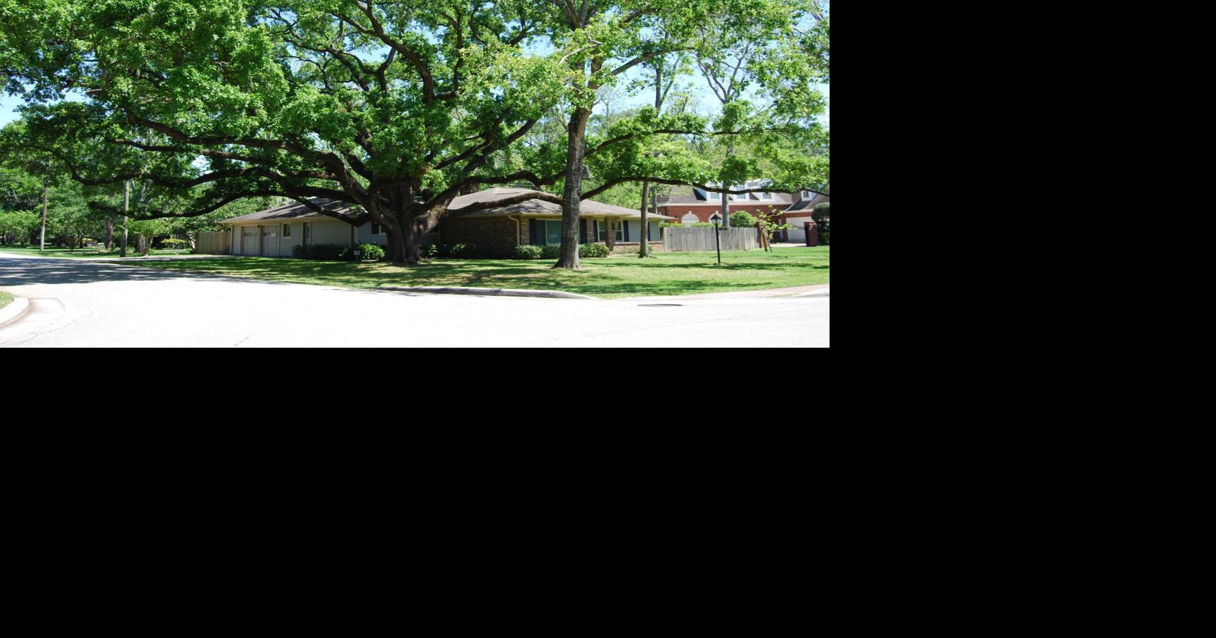 Skip Richter column: Proper planting critical to tree success