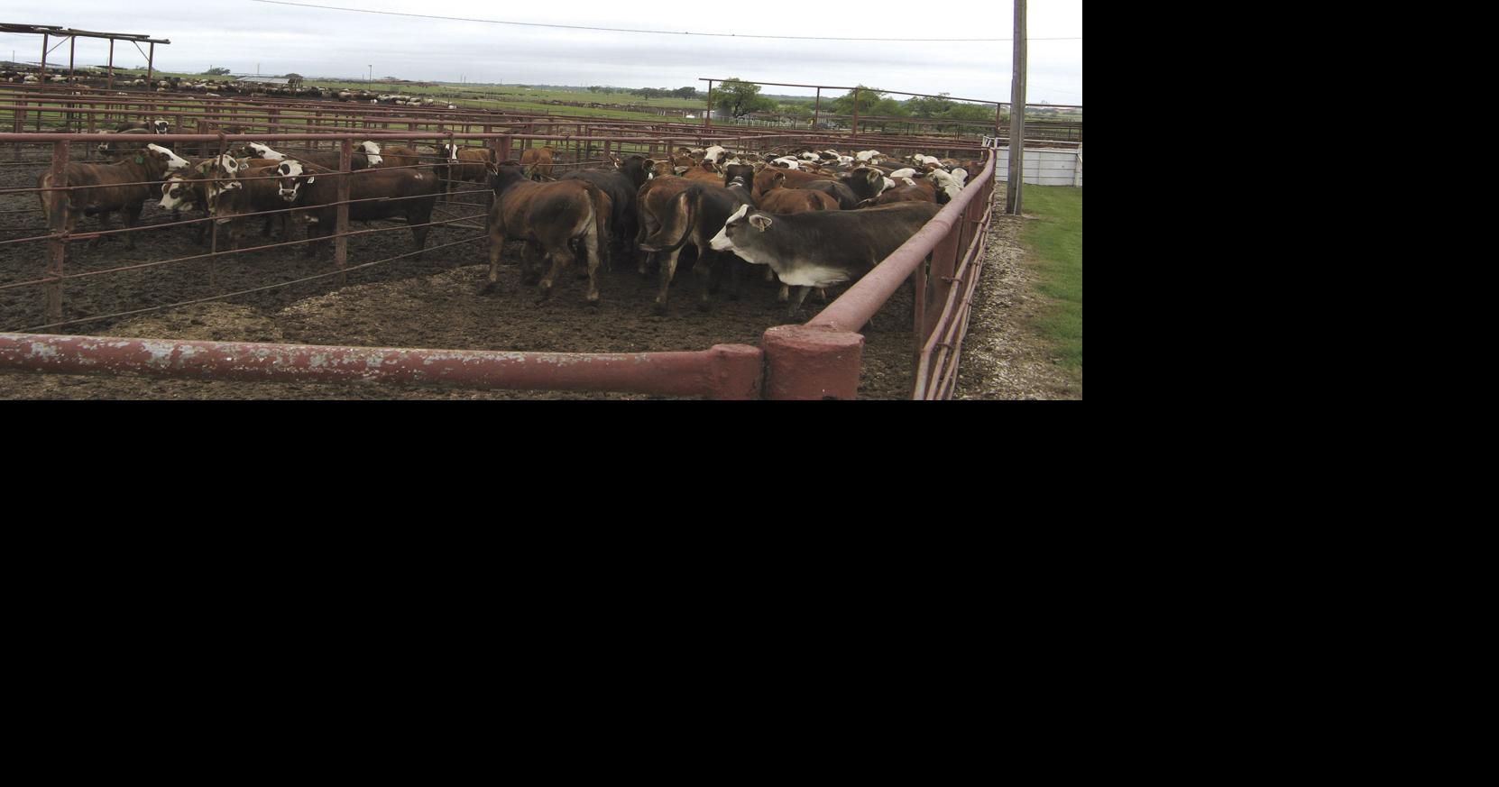 Stocking up: Challenges for stocker cattle operations