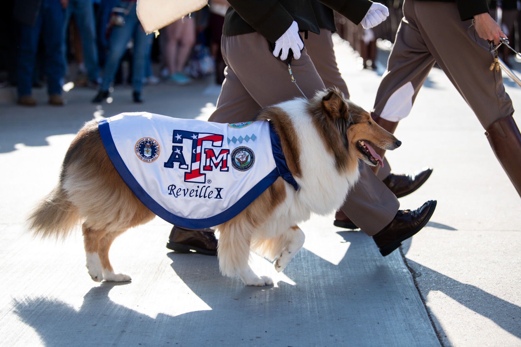 Mascot misfortunes befall Texas A&M
