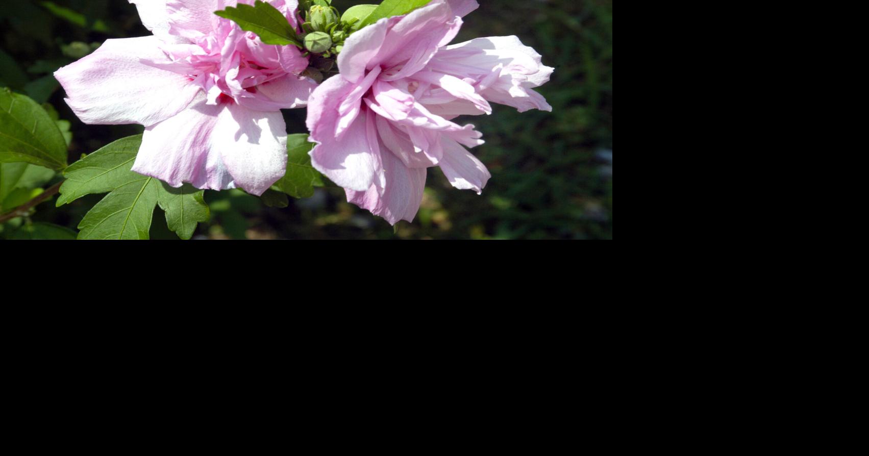 Watering Althaea plants is best way to prevent bud loss