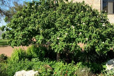 Mexican olive is just one of many winter-hardy trees that finds room to ...