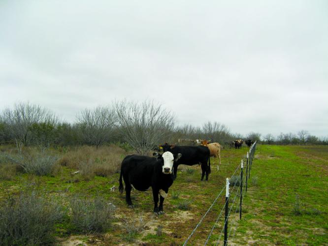 Safety first: Biosecurity is important for a beef cattle operation