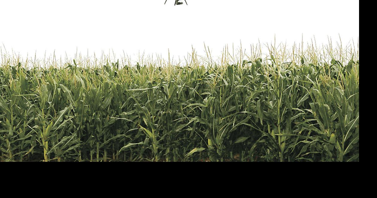 Drone data provides early identification of southern rust in corn