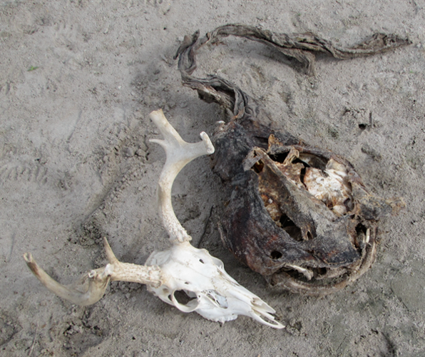 flathead catfish skull