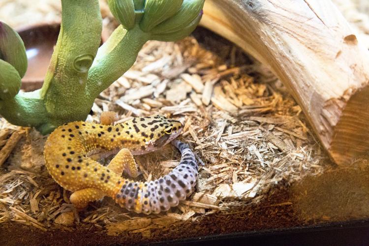 Lizards, tribute to Texas A&M professor on display in new exhibit
