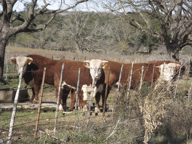 Making the cut: Reasons for culling cattle