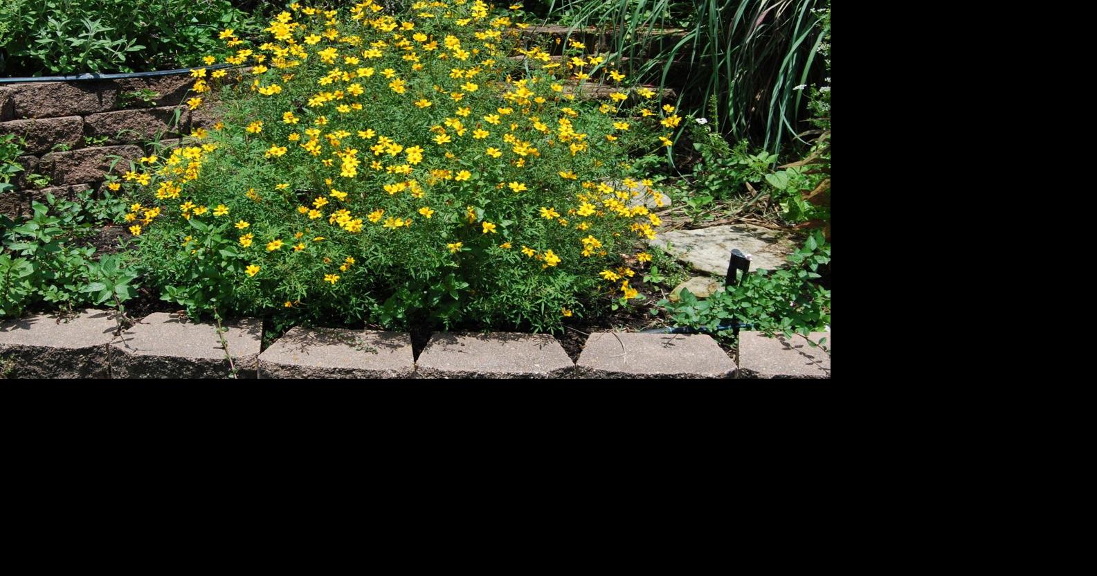 Skip Richter column: Fall blooming perennials set to debut