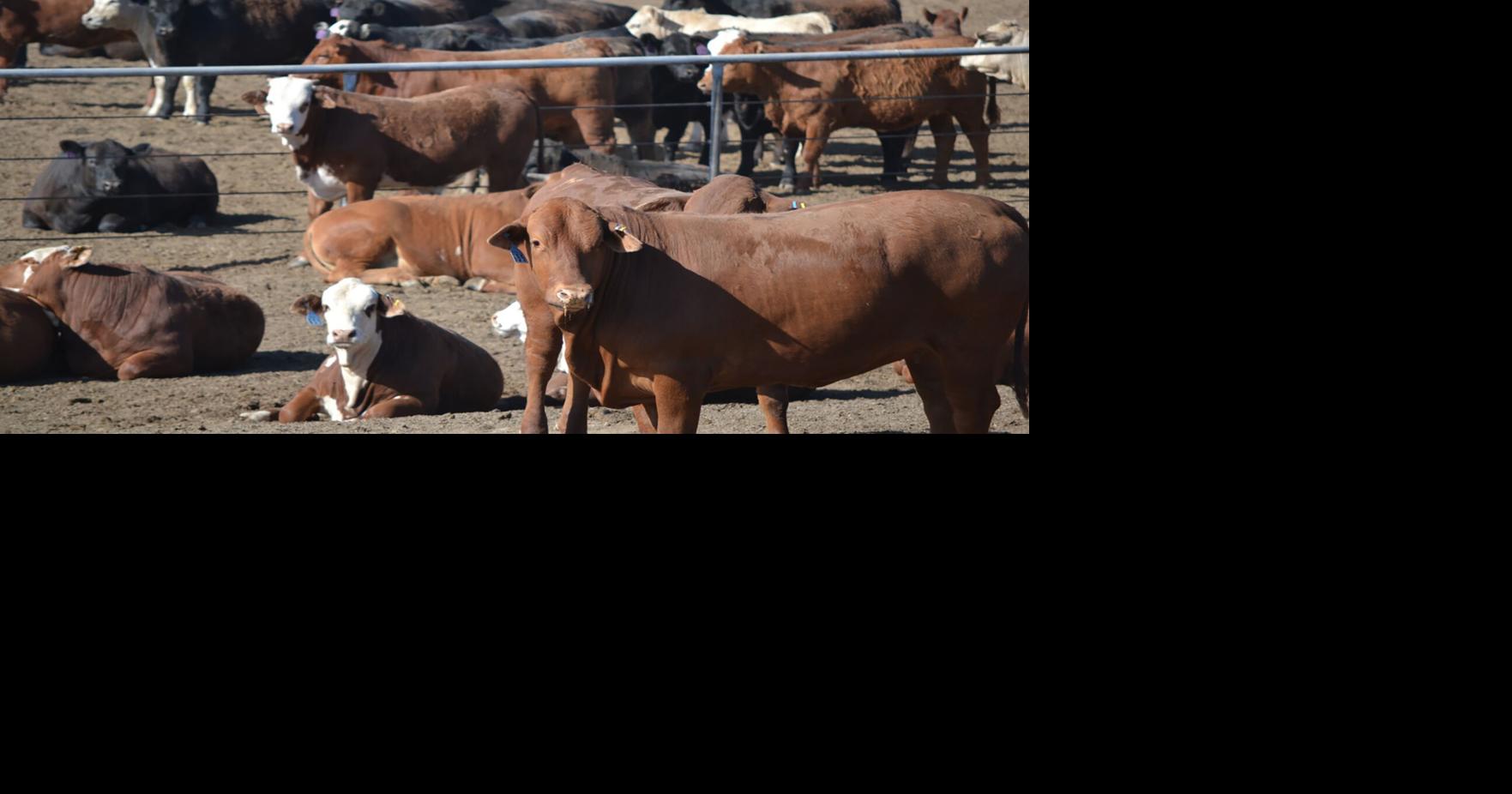 Comprehensive report on U.S. cattle market published for Congress, USDA