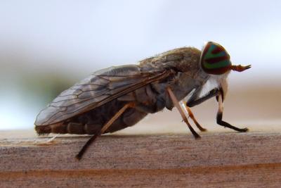 Horse fly populations on the rise, along with painful bites