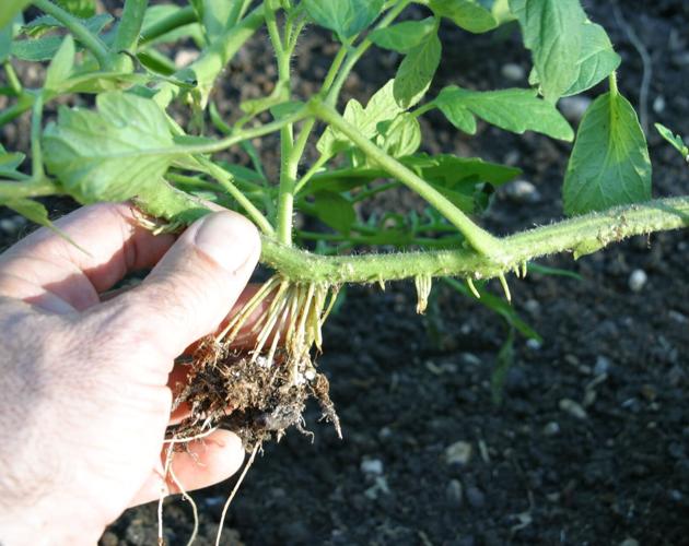 Skip Richter column: Timely tips for weekend gardening