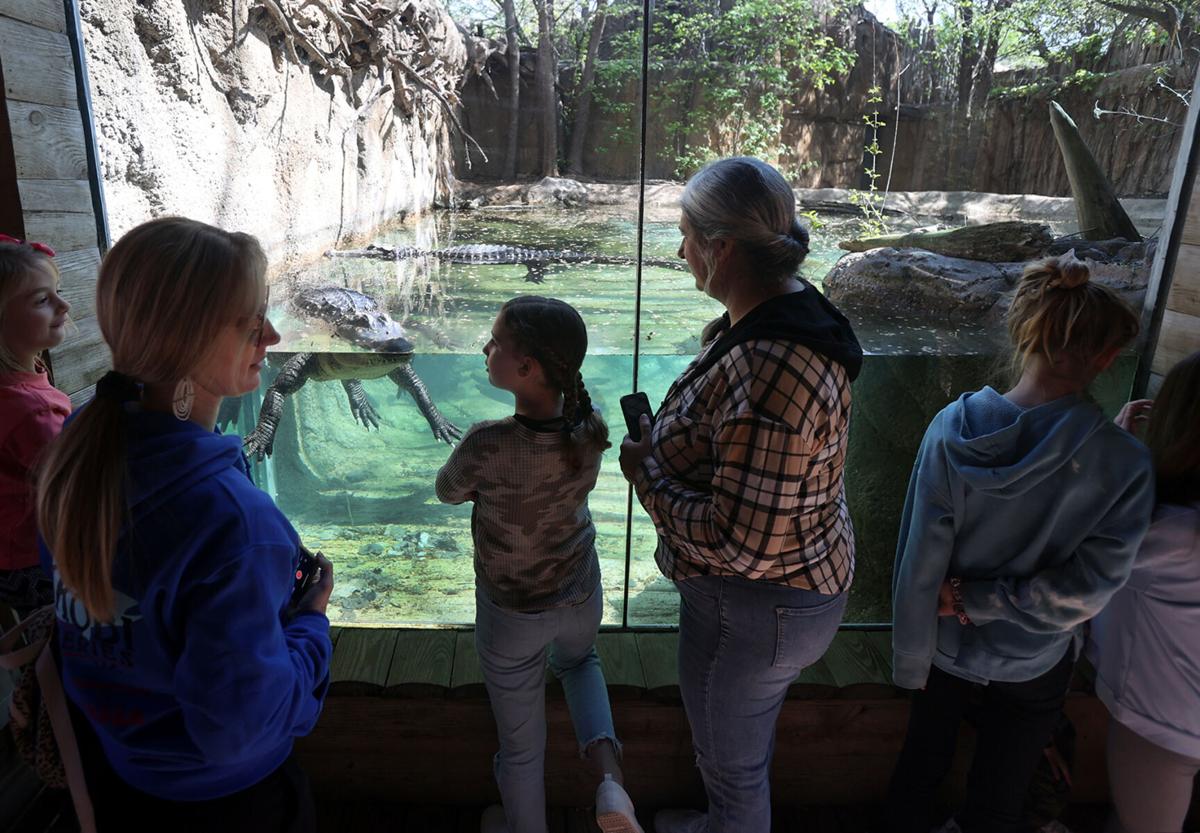 Gators stalking the Brazos River in Waco