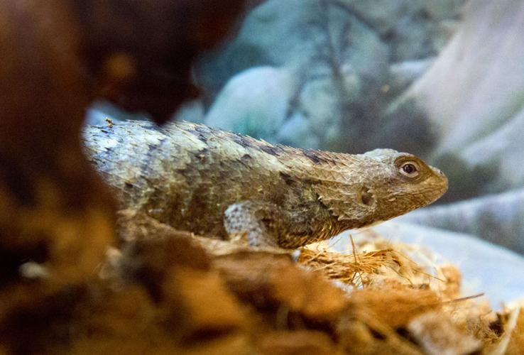 Lizards, tribute to Texas A&M professor on display in new exhibit