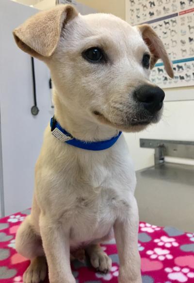 PET OF THE WEEK: Taboo