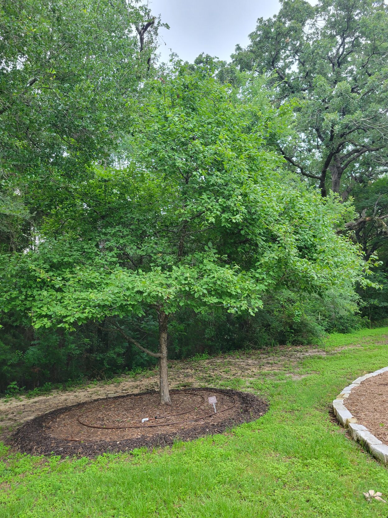 Wood chips work best as mulch for trees