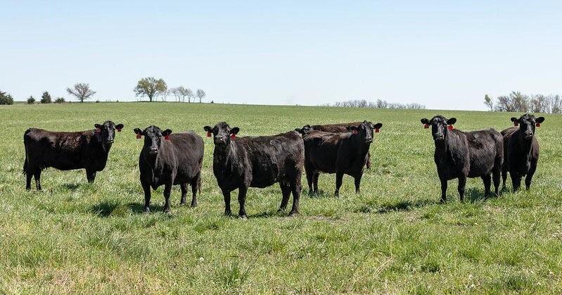 Texas cattle experts discuss selling ranch-raised beef