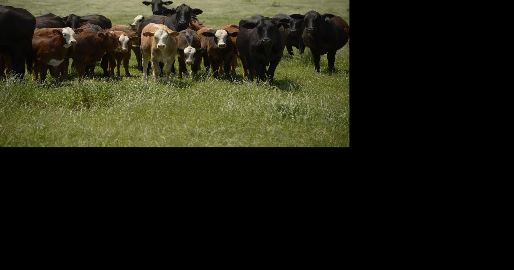 Understanding cow inventory to build a marketing strategy