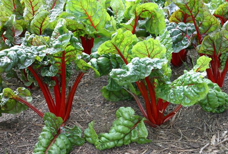 Skip Richter column: Feeling blue over a lack of green space? Here are ...