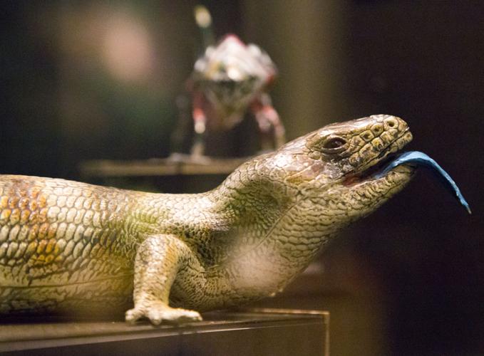 Lizards, tribute to Texas A&M professor on display in new exhibit