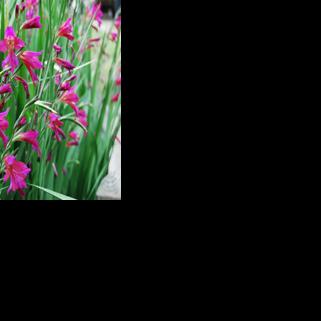 SKIP RICHTER: Fall is the perfect time to plant bulbs