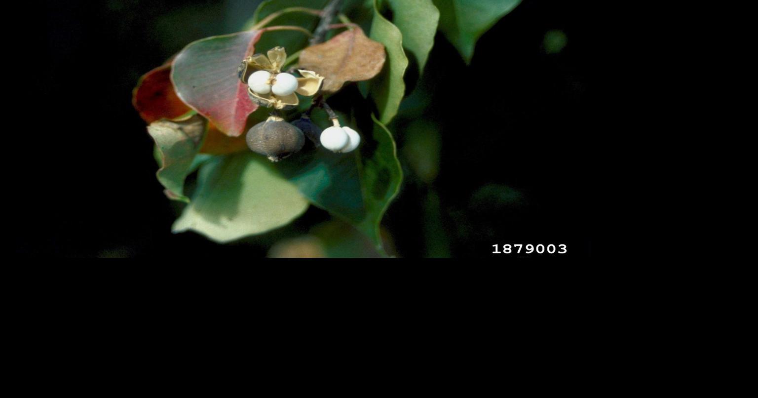 Foreign invasion: Chinese tallow is just another problem weed