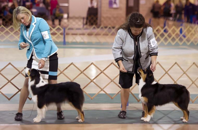 Australian shepherds shine in Bryan show