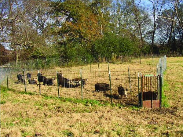 Feral hog sounder size should determine trap choice