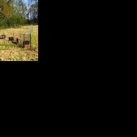 Feral hog sounder size should determine trap choice