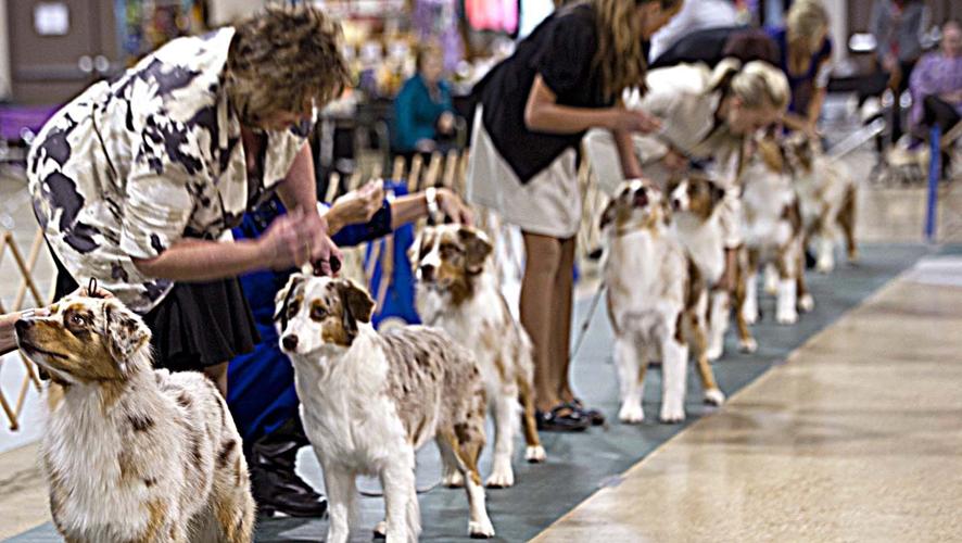 Australian shepherds shine in Bryan show