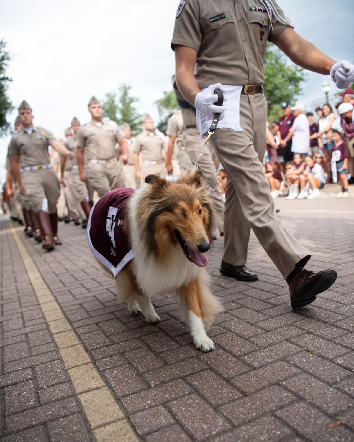 Reveille X runs out with Aggies after a summer eye surgery