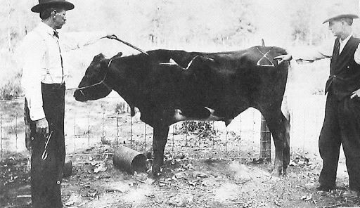 Cattle rustlers a growing menace on rural roads