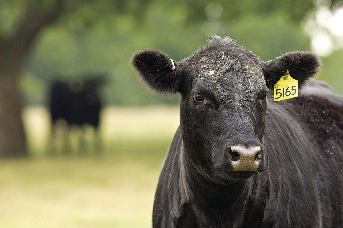 Top 5 essentials of heifer development you need to know | Land ...