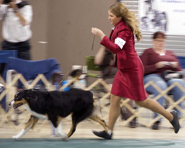 Australian shepherds shine in Bryan show