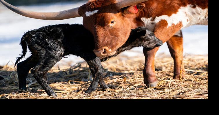 Expected progeny differences give indication of future performance