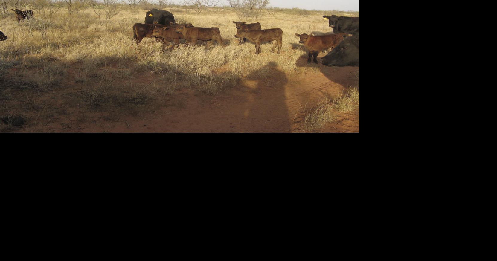 Getting to the point: Good injections are a major part of Beef Quality ...