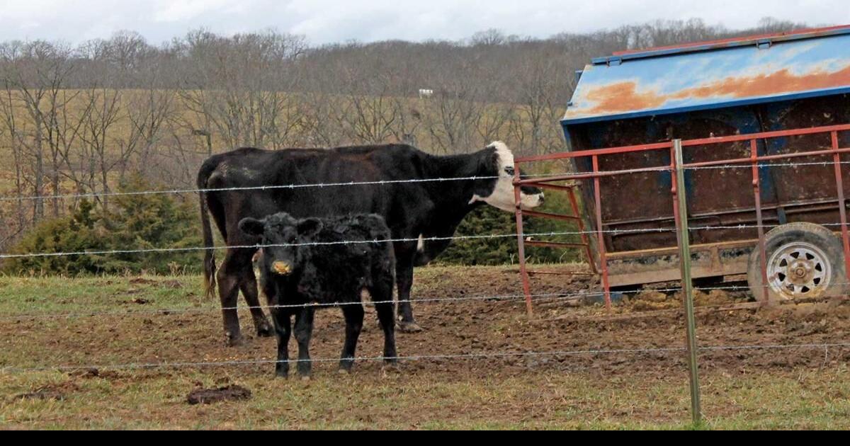 Getting cows in condition can help with calving, next breeding season